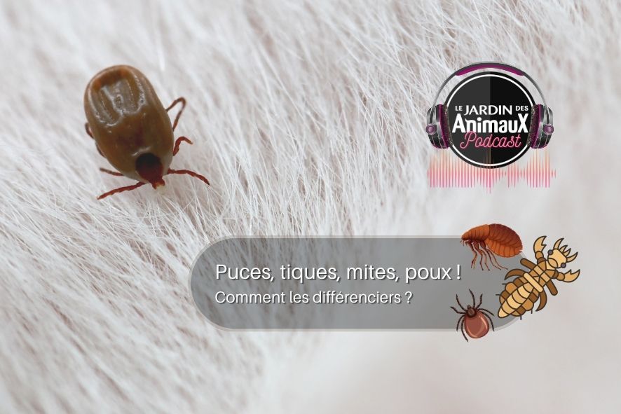 Infestation De Tiques